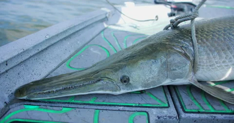 Alligator Gar Breathing Air On the Boat ... | Stock Video | Pond5