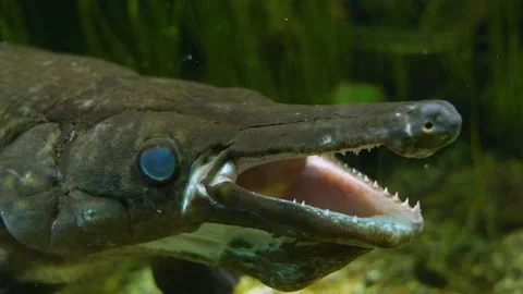 Opening A Mouth Stock Videos – Royalty-Free HD & 4K Videos