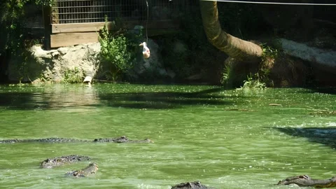Alligator Hunter: a Jaw-Dropping Encount... | Stock Video | Pond5