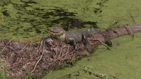 Alligator Under Water Stock Footage ~ Royalty Free Stock Videos | Pond5