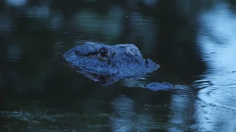 Alligator Night Stock Video Footage | Royalty Free Alligator Night ...