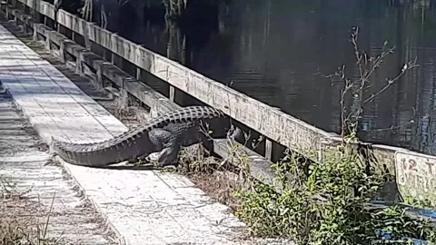 Alligator Stuck in Bridge Doesn't Learn ... | Stock Video | Pond5