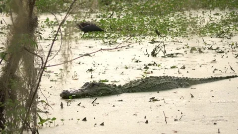 Common Alligator Stock Footage ~ Royalty Free Stock Videos | Pond5