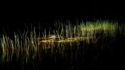 Alligator Night Stock Video Footage | Royalty Free Alligator Night ...