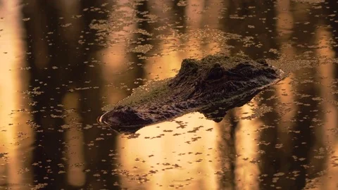 Alligator in Swamp with Sunset Reflectin... | Stock Video | Pond5