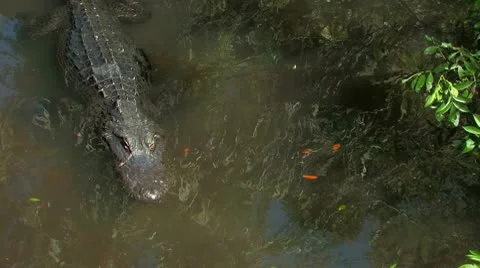 Alligator Stock Video Footage | Royalty Free Alligator Videos | Pond5