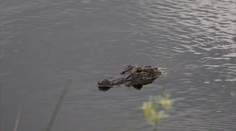 Alligator Stock Video Footage | Royalty Free Alligator Videos | Pond5