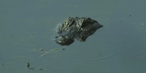 Alligator Under Water Stock Footage ~ Royalty Free Stock Videos | Pond5