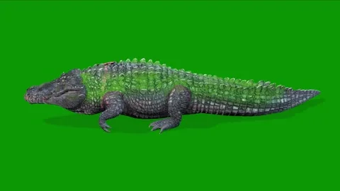 Alligator Big Stock Videos – Royalty-Free HD & 4K Videos | Page 3