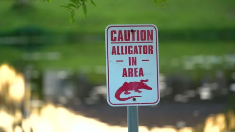Alligator Sign Stock Video Footage | Royalty Free Alligator Sign Videos ...