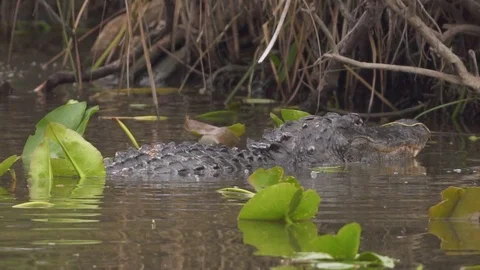 Reptile Stock Footage ~ Royalty Free Stock Videos | Pond5