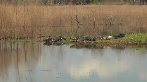 Alligators, TWO ALLIGATORS EXPLODE INTO ... | Stock Video | Pond5