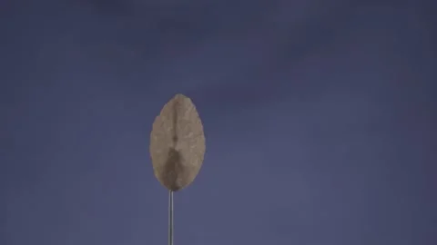 Almond rotating with loop on blue screen... | Stock Video | Pond5