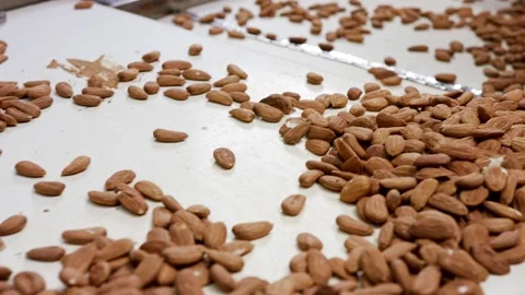 Almonds on a conveyor belt in an industr... | Stock Video | Pond5