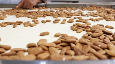 Almonds on a conveyor belt in an industr... | Stock Video | Pond5