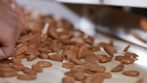 Almonds on a conveyor belt in an industr... | Stock Video | Pond5