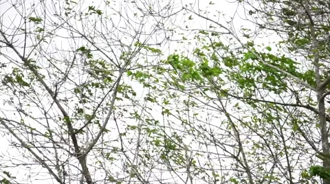 Almost Treesday Stock Videos – Royalty-Free HD & 4K Videos | Pond5