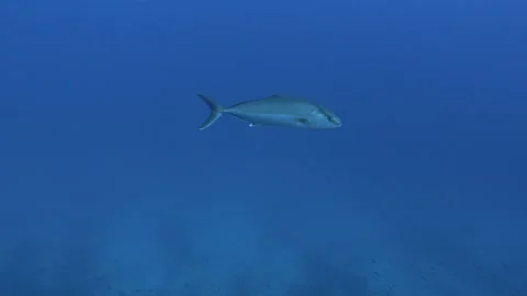 Alone amberjack fish swimming in blue se... | Stock Video | Pond5