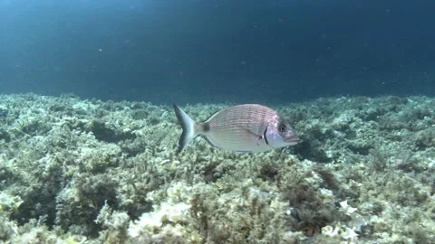 Alone bream fish swimming in a Mediterra... | Stock Video | Pond5