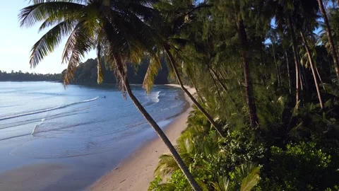 Along the coconut palm crown. Spectacula... | Stock Video | Pond5