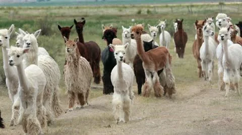 Alpaca animal herd in central Utah farm ... | Stock Video | Pond5