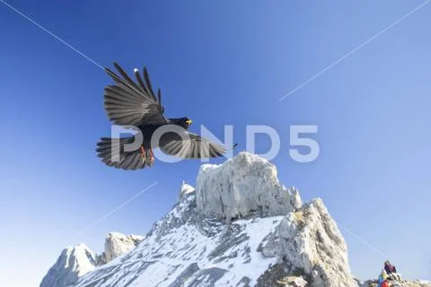 Alpendohle, Alpen-Dohle, Bergdohle, Berg-Dohle, Jochdohle, Joch-Dohle ...