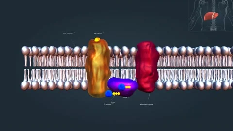 Alpha agonists constrict both arteries a... | Stock Video | Pond5