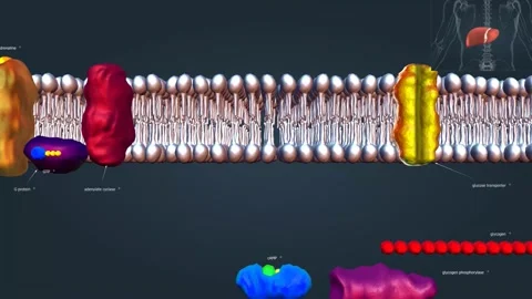 Alpha agonists constrict both arteries a... | Stock Video | Pond5