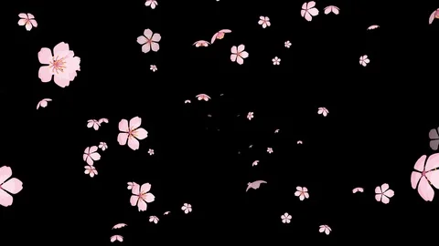 Cherry Blossom Alpha Stock Video Footage | Royalty Free Cherry Blossom Alpha Videos | Pond5