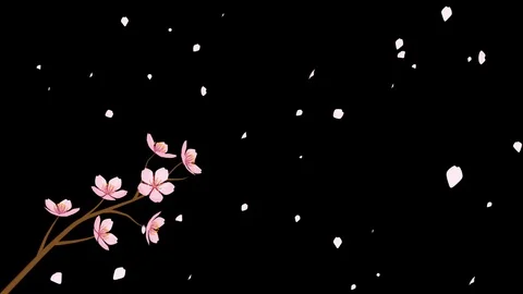 Cherry Blossom Flower and Falling Petals Animation Stock Videos ...
