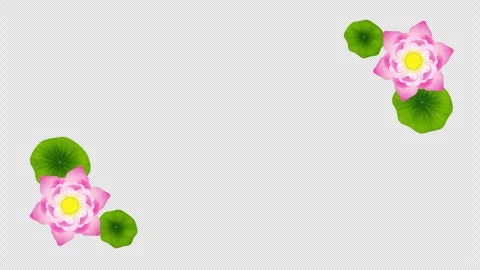 Alpha channel file - blooming lotus flow... | Stock Video | Pond5