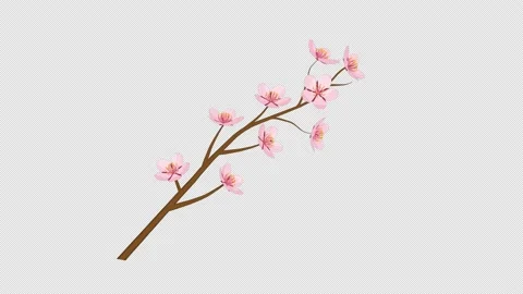 Cherry Blossom Alpha Stock Video Footage | Royalty Free Cherry Blossom ...