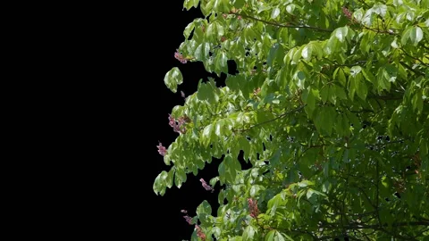 Transparent Background Flowers Stock Videos – Royalty-Free HD & 4K ...