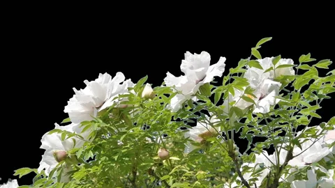 Alpha channel flowers trees transparent ... | Stock Video | Pond5