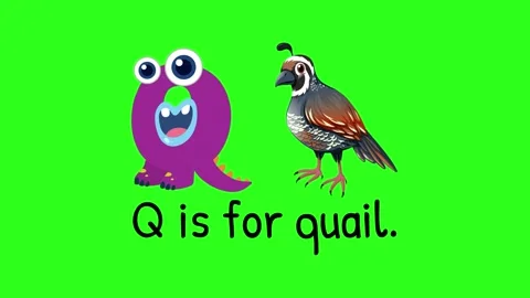 Alphabet Animation: Q is for Quail on Gr... | Stock Video | Pond5