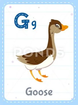 Alphabet printable flashcard with letter G and goose animal: Royalty ...