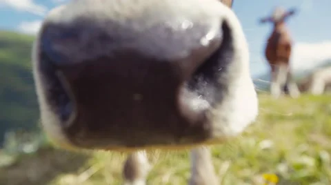 An Alpine cow is smelling the camera, th... | Stock Video | Pond5