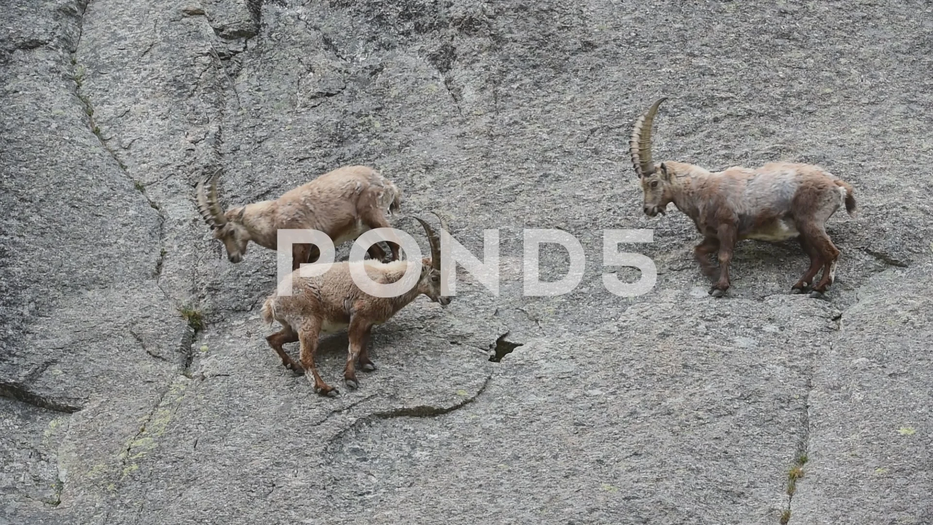 Cloigeann Ibex Alpach