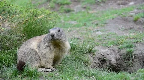 Marmot Stock Footage ~ Royalty Free Stock Videos | Pond5