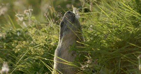 Alpine marmot grabbing wildflowers to ea... | Stock Video | Pond5