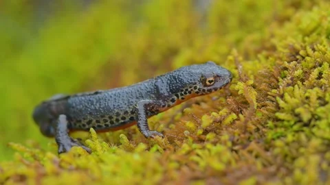Alpine Newt Stock Footage ~ Royalty Free Stock Videos | Pond5