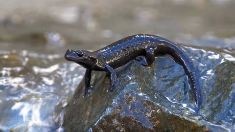 Salamandra Stock Video Footage | Royalty Free Salamandra Videos | Pond5