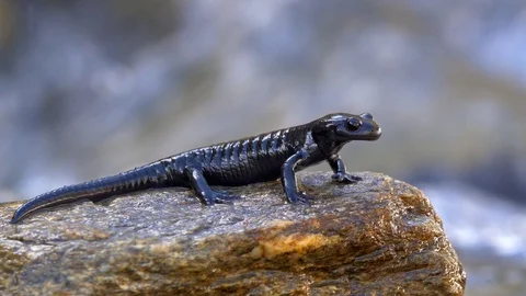 Alpine salamander (Salamandra atra) in m... | Stock Video | Pond5
