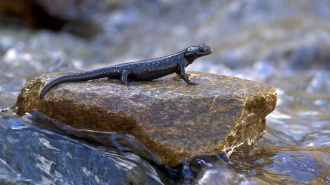Alpine salamander (Salamandra atra) in m... | Stock Video | Pond5