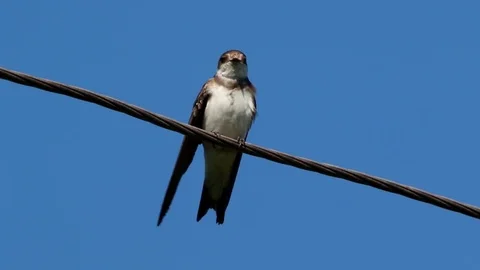The Alpine Swift on a blue background . ... | Stock Video | Pond5