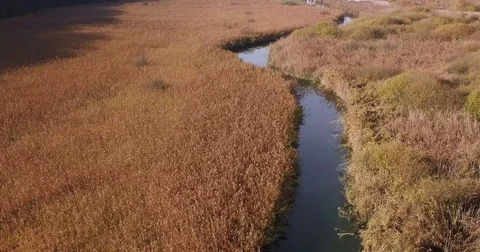 Alserio Lake Cane Thickets | Stock Video | Pond5
