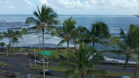 alt flying clockwise around palm trees w... | Stock Video | Pond5