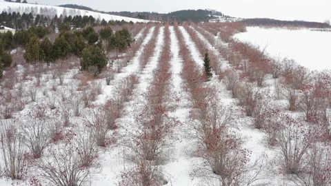 Altai mountains, viburnum plantations in... | Stock Video | Pond5