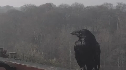 Full Body Shots Stock Videos – Royalty-Free HD & 4K Videos