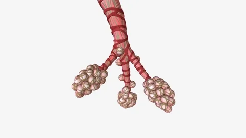 Alveoli Cross Section Respiratory Bronch... | Stock Video | Pond5